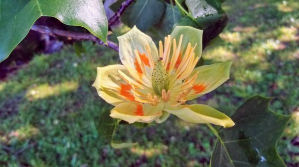 The Tulip Tree – ID, Facts and Growing Guide – GrowIt BuildIT