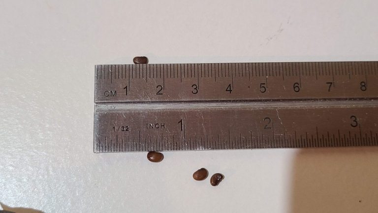 How To Scarify Seeds (Scarification) – Guide w/ Pictures – GrowIt BuildIT