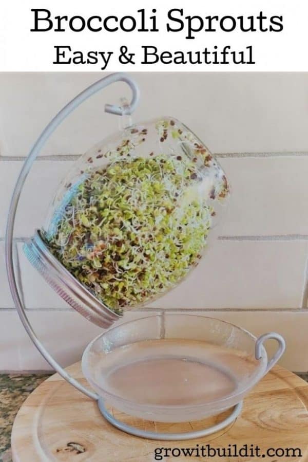 How to Make Broccoli Sprouts – GrowIt BuildIT