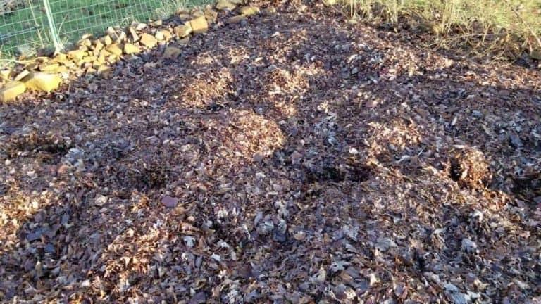 6 Benefits Of Using Autumn Leaves For Mulch! – GrowIt BuildIT