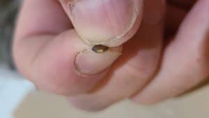 How To Scarify Seeds (Scarification) – Guide w/ Pictures – GrowIt BuildIT