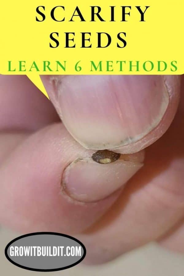 How To Scarify Seeds (Scarification) – Guide w/ Pictures – GrowIt BuildIT