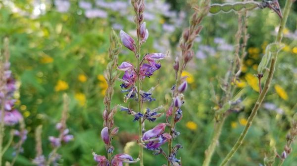 Showy Tick Trefoil – A Complete Guide (Desmodium canadense) – GrowIt ...