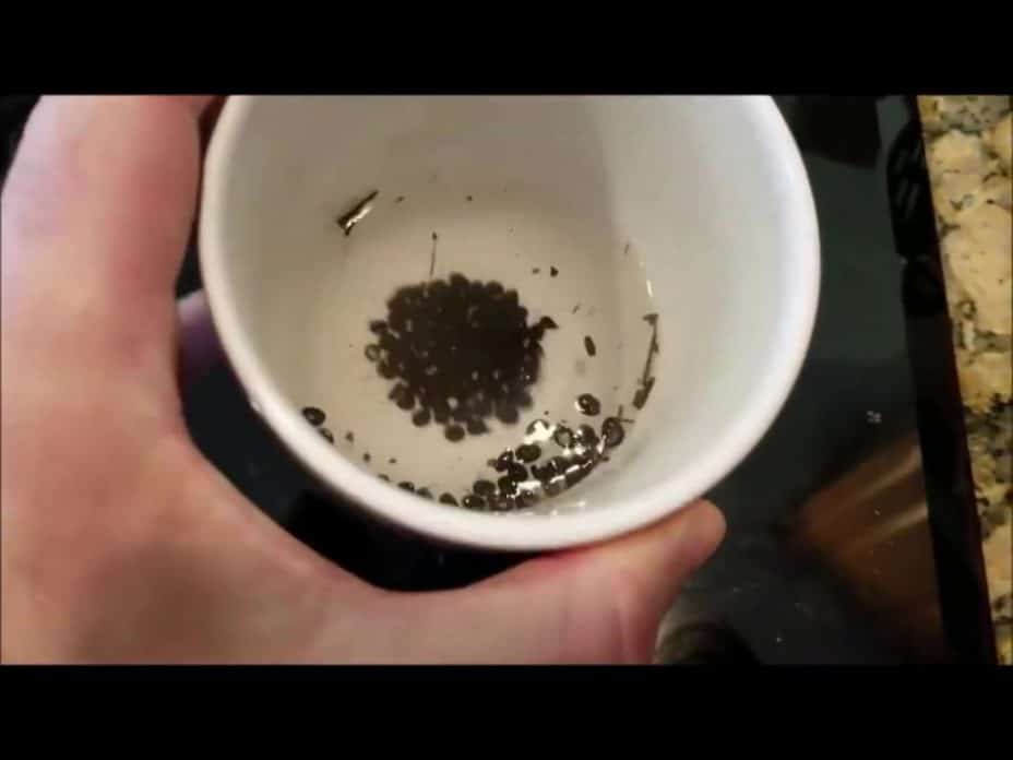 How To Scarify Seeds (Scarification) – Guide w/ Pictures – GrowIt BuildIT