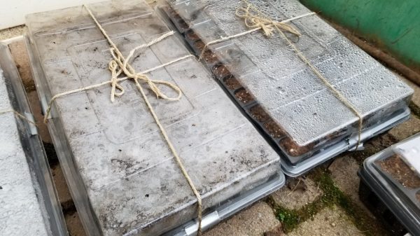 Ultimate Winter Sowing Guide – Step by Step (w/ pictures) – GrowIt BuildIT