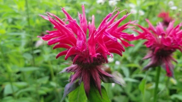 Monarda Didyma – Complete Guide to Red Bee Balm – GrowIt BuildIT