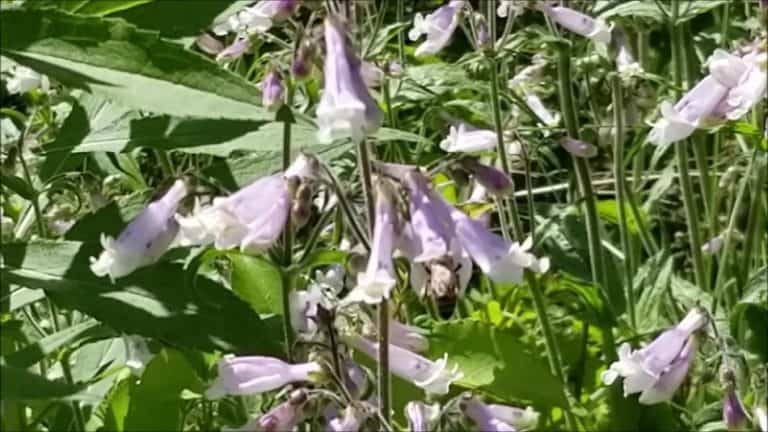 How to Save Penstemon Seed – GrowIt BuildIT