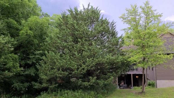 A Beginner's Guide To Native Eastern Red Cedar Trees | GrowIt BuildIT