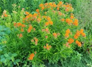 Butterfly Weed 101 – Ultimate Grow & Care Guide! – GrowIt BuildIT