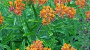 Butterfly Weed 101 – Ultimate Grow & Care Guide! – GrowIt BuildIT