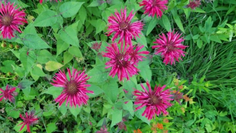 Monarda Didyma – Complete Guide to Red Bee Balm – GrowIt BuildIT