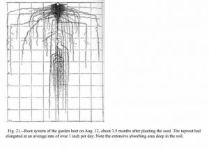 Mature Root Depth of Common Vegetables & Reference Table – GrowIt BuildIT