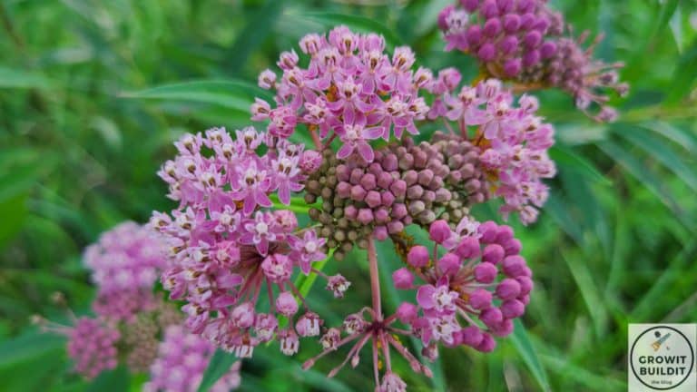 Swamp Milkweed – A Beginners Guide – GrowIt BuildIT