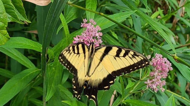 Swamp Milkweed 101 – Guide to Asclepias Incarnata – GrowIt BuildIT