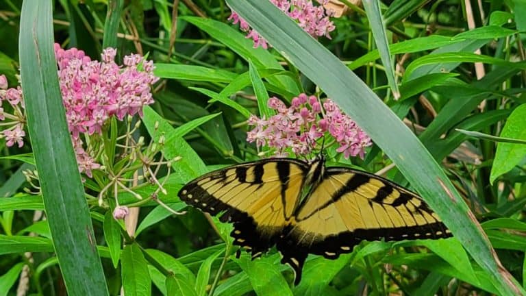 Swamp Milkweed – A Beginners Guide – GrowIt BuildIT