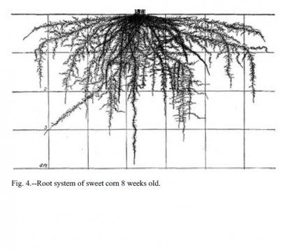Mature Root Depth of Common Vegetables & Reference Table – GrowIt BuildIT