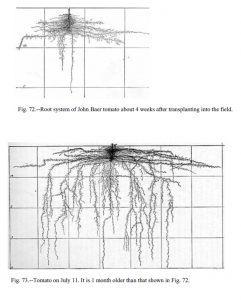 Mature Root Depth of Common Vegetables & Reference Table – GrowIt BuildIT