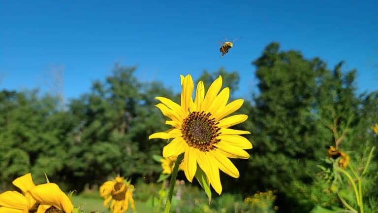 Wild Sunflowers 101 – What, Why, and How To GROW! – GrowIt BuildIT