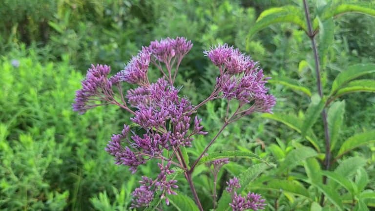 The Ultimate Guide to Joe Pye Weed – What you NEED to know – GrowIt BuildIT