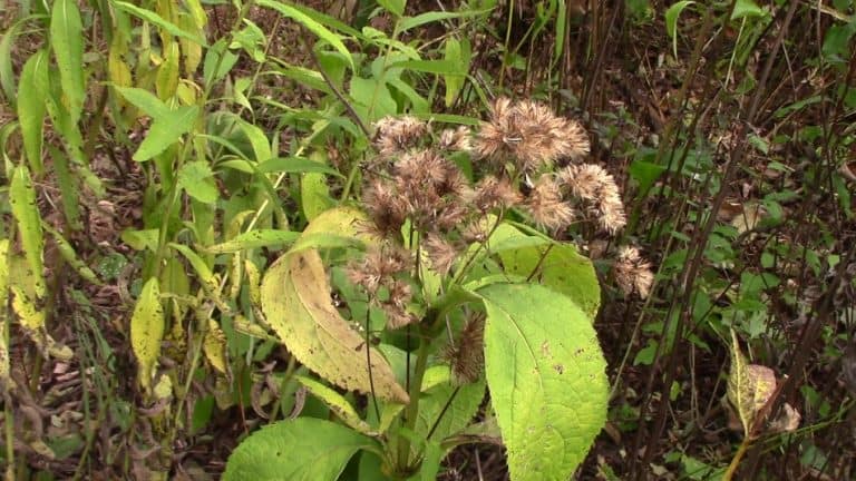 The Ultimate Guide to Joe Pye Weed – What you NEED to know – GrowIt BuildIT