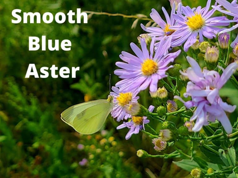 Smooth Blue Aster – A Complete Guide (Symphyotrichum laeve) – GrowIt BuildIT