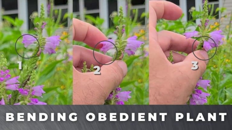 Obedient Plant – A Complete Grow & Care Guide! – GrowIt BuildIT