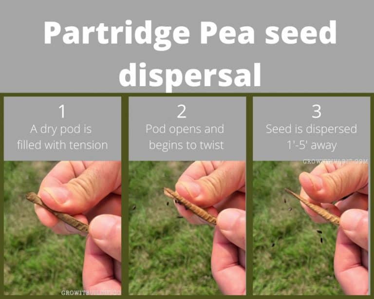 Partridge Pea 101 – Complete Grow and Care Guide – GrowIt BuildIT