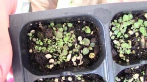 Cardinal Flower – A Beginners Guide – GrowIt BuildIT