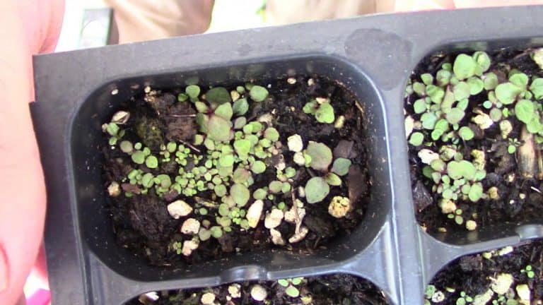 Cardinal Flower – A Beginners Guide – GrowIt BuildIT