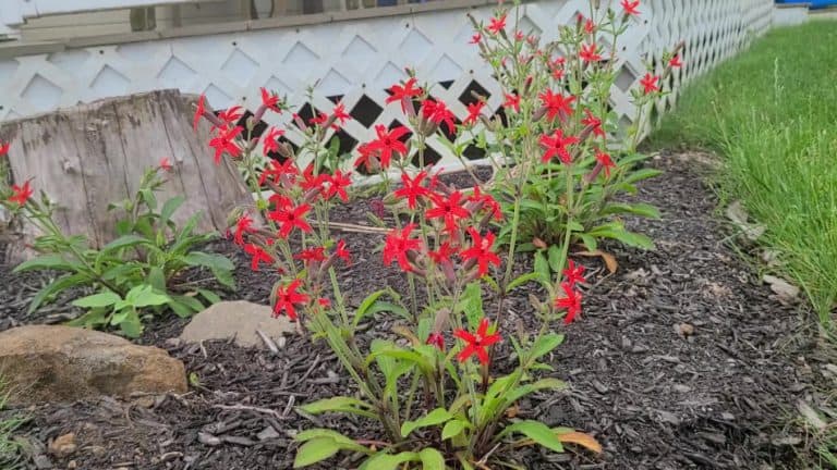 Fire Pink (Silene virginica) – Complete Grow & Care Guide – GrowIt BuildIT