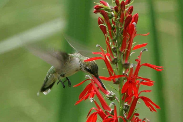 Cardinal Flower – A Beginners Guide – GrowIt BuildIT