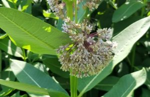 How to Transplant Milkweed – GrowIt BuildIT