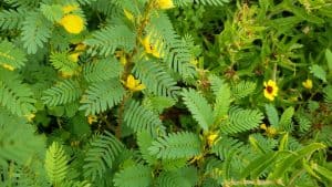 Partridge Pea 101 – Complete Grow and Care Guide – GrowIt BuildIT