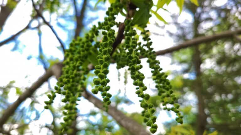 Complete Guide to Black Walnut Trees – Juglans Nigra – GrowIt BuildIT