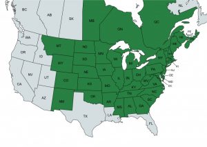 A Beginners Guide To New England Aster – GrowIt BuildIT