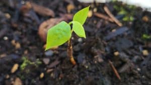 The Pawpaw Tree – A Guide To America’s Native Tropical Fruit – GrowIt ...