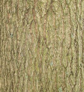 Complete Guide to Pin Oak Trees, Quercus palustris – GrowIt BuildIT