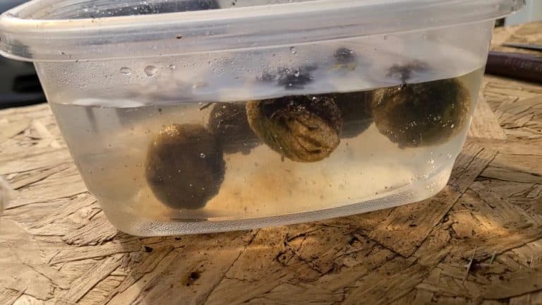 How To Grow Black Walnut Trees From Seed – GrowIt BuildIT