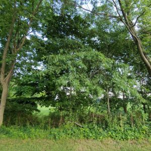 Complete Guide to Pin Oak Trees, Quercus palustris – GrowIt BuildIT
