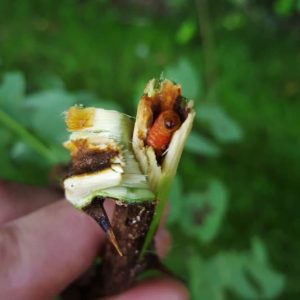 Complete Guide to Black Locust Tree – What you NEED to know – GrowIt ...