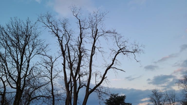Complete Guide to Black Locust Tree – What you NEED to know – GrowIt ...