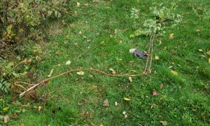 Complete Guide to Black Locust Tree – What you NEED to know – GrowIt ...