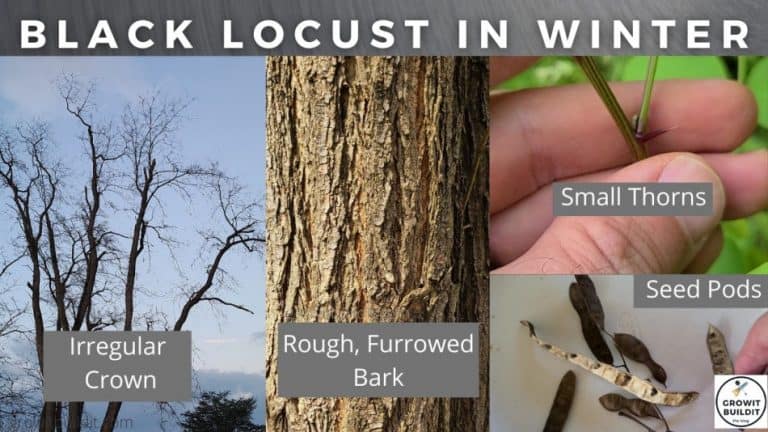 Complete Guide to Black Locust Tree – What you NEED to know – GrowIt BuildIT