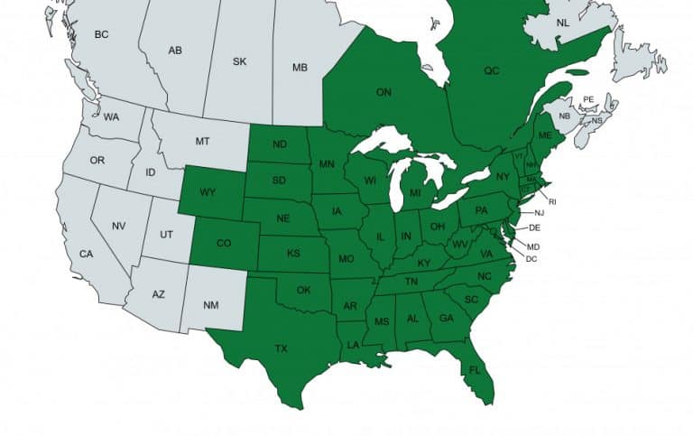 A Beginner's Guide To Native Eastern Red Cedar Trees | GrowIt BuildIT