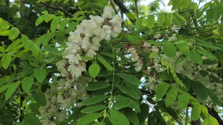 Complete Guide to Black Locust Tree – What you NEED to know – GrowIt ...