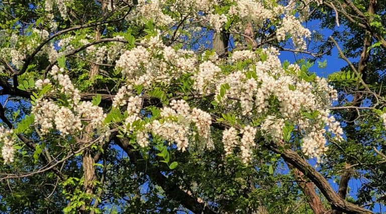 Complete Guide to Black Locust Tree – What you NEED to know – GrowIt BuildIT