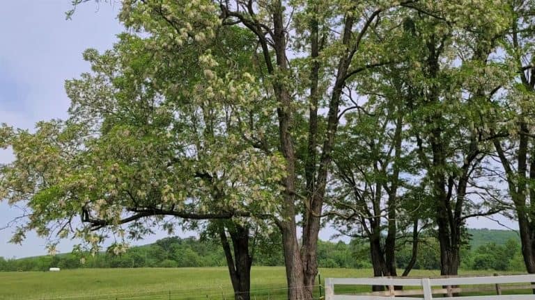 Complete Guide to Black Locust Tree – What you NEED to know – GrowIt ...