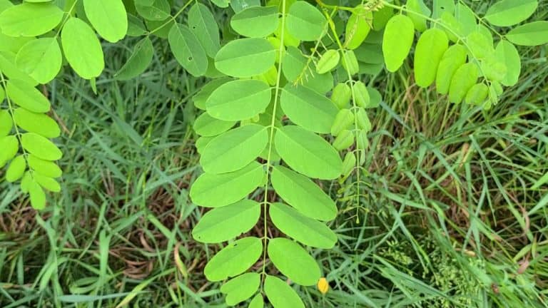 Complete Guide to Black Locust Tree – What you NEED to know – GrowIt ...