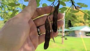 Complete Guide to Black Locust Tree – What you NEED to know – GrowIt BuildIT