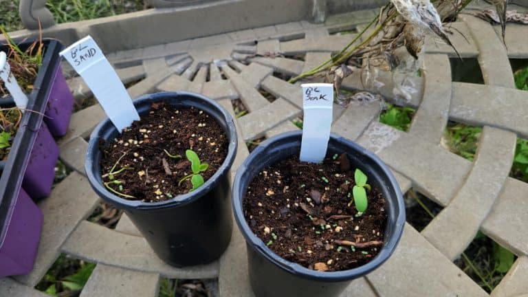 Complete Guide to Black Locust Tree – What you NEED to know – GrowIt ...